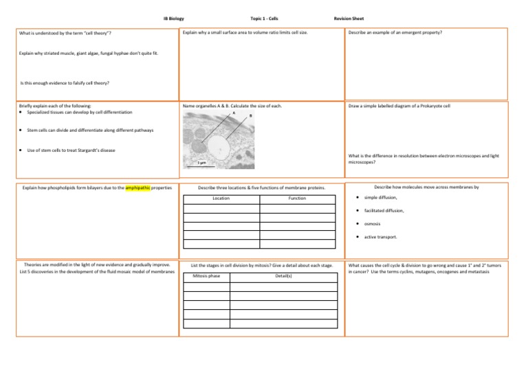 IB Biology Cell Theory Revision | PDF | Cell (Biology) | Cell Membrane