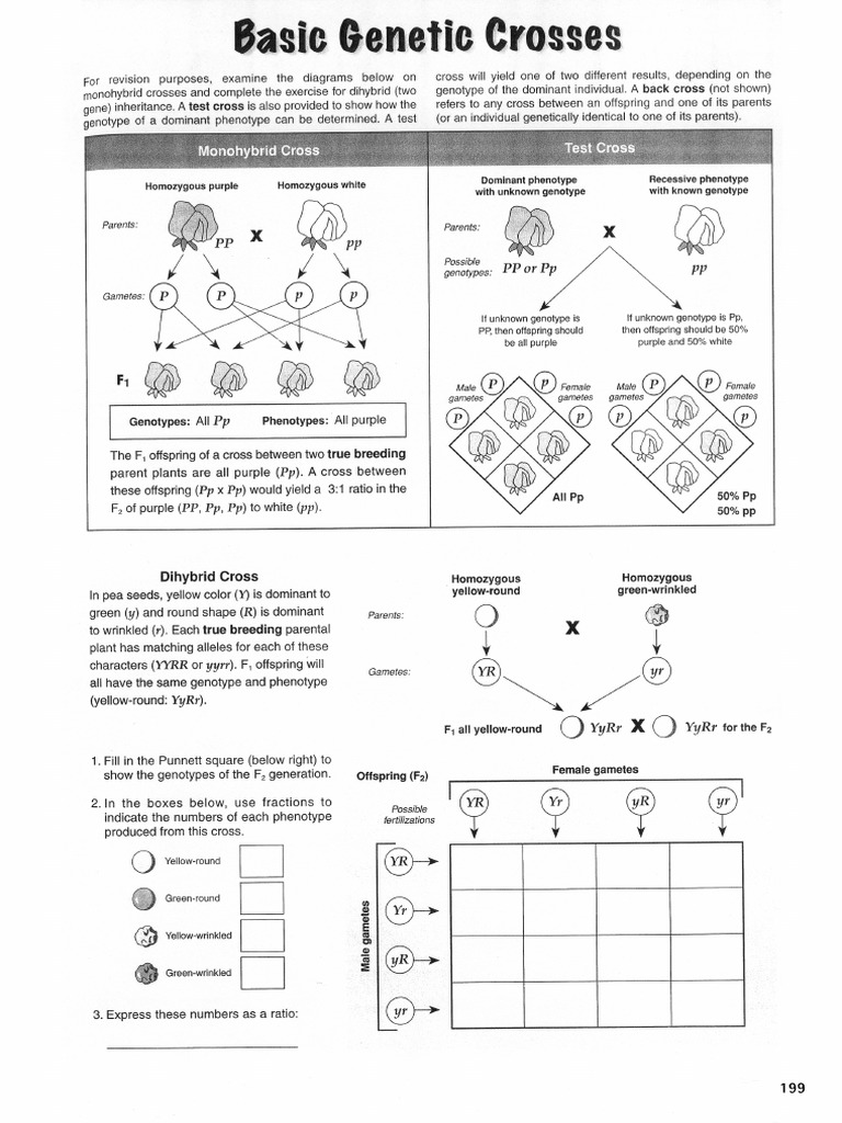 Basic Genetic Crosses | PDF