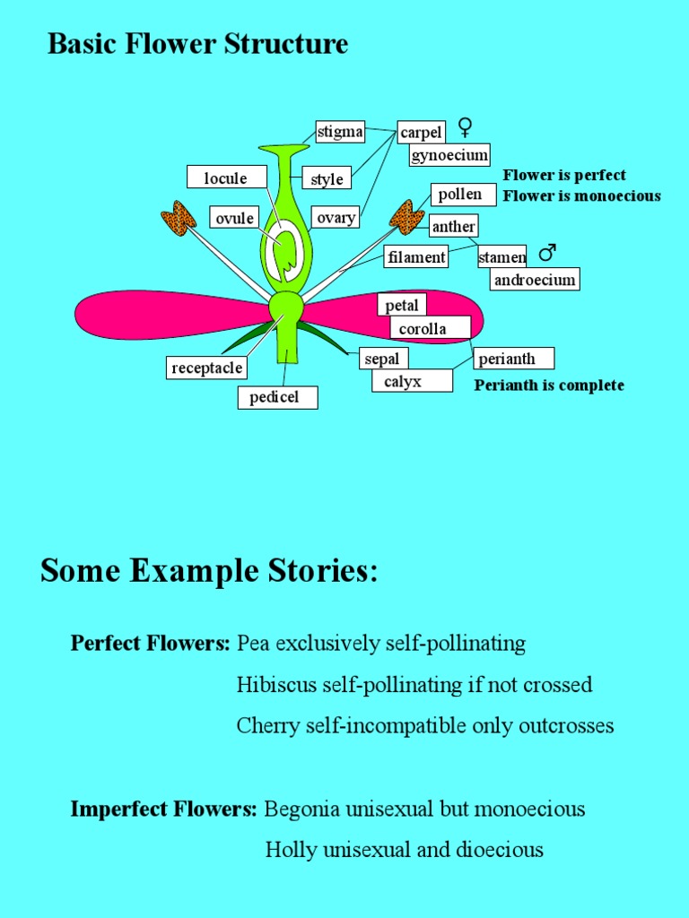 Basic Flower Structure | PDF | Flowers | Branches Of Botany