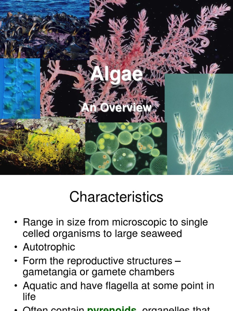 Algae | PDF | Sexual Reproduction | Algae