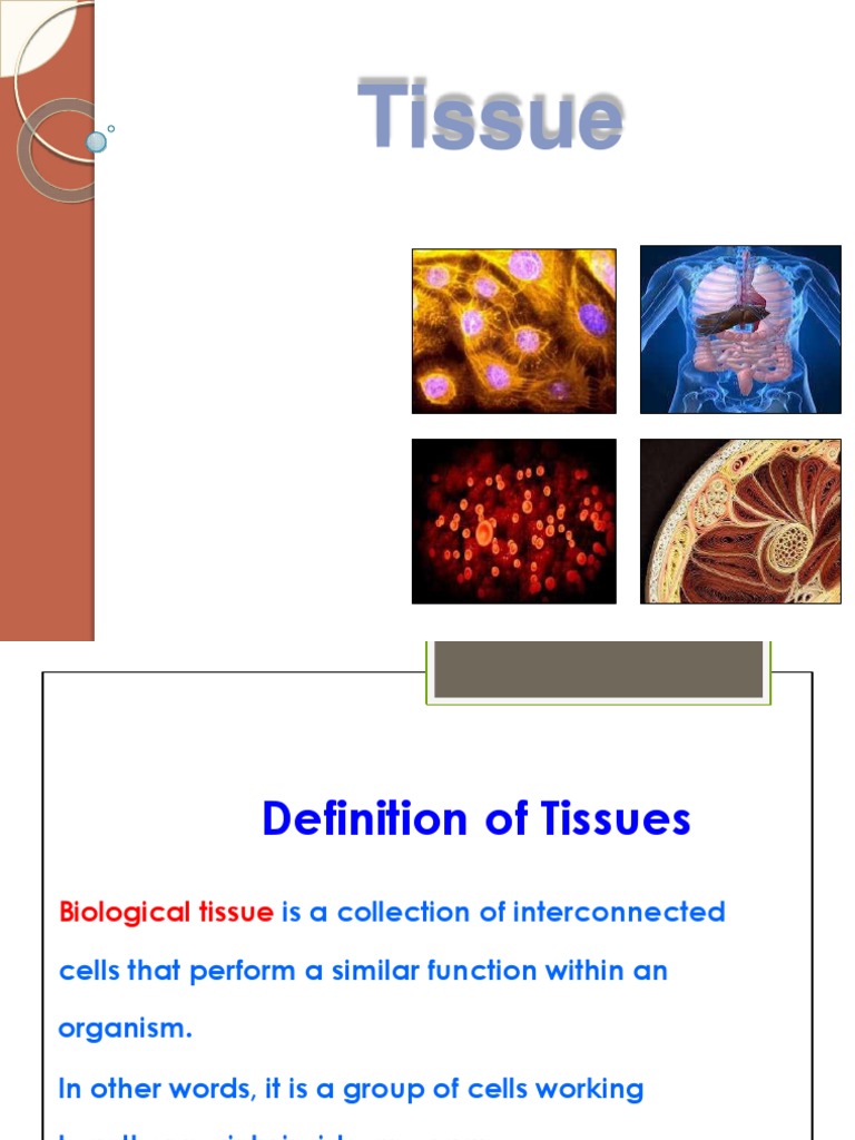 Tissues Ppt | Epithelium | Tissue (Biology)