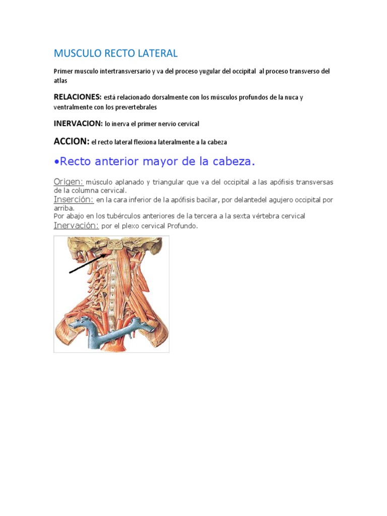 Musculo Recto Lateral | PDF