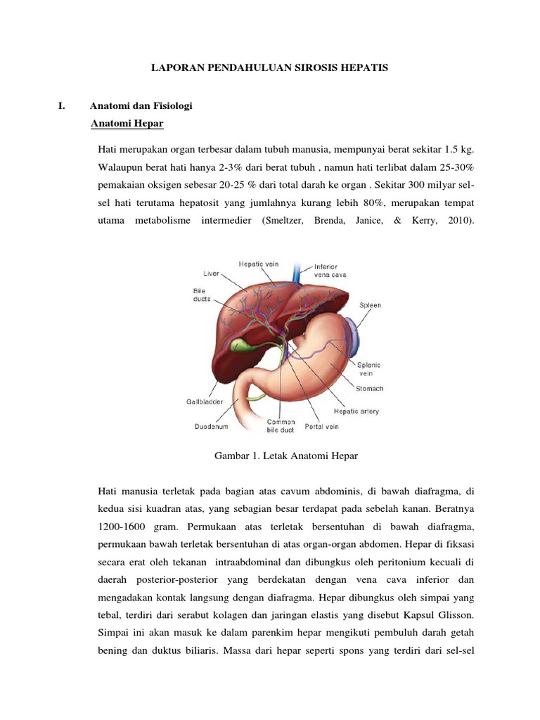 Letak Anatomi Hati dalam Tubuh Manusia | PDF