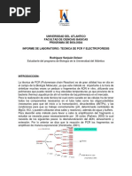 Fundamentos de la PCR Punto Final | PDF | Reacción en cadena de la ...