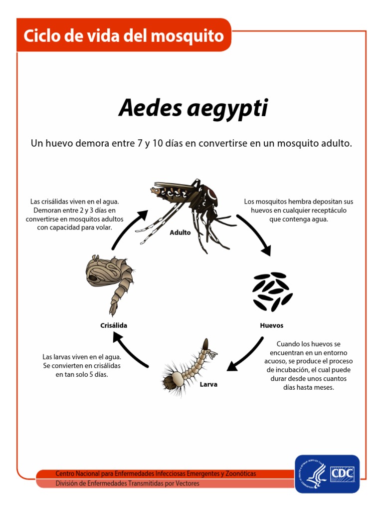 Las etapas del ciclo de vida del mosquito Aedes aegypti | PDF | Aedes ...