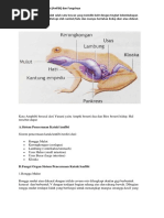 Laporan Lengkap Praktikum Struktur Hewan Struktur Tubuh Katak | PDF ...