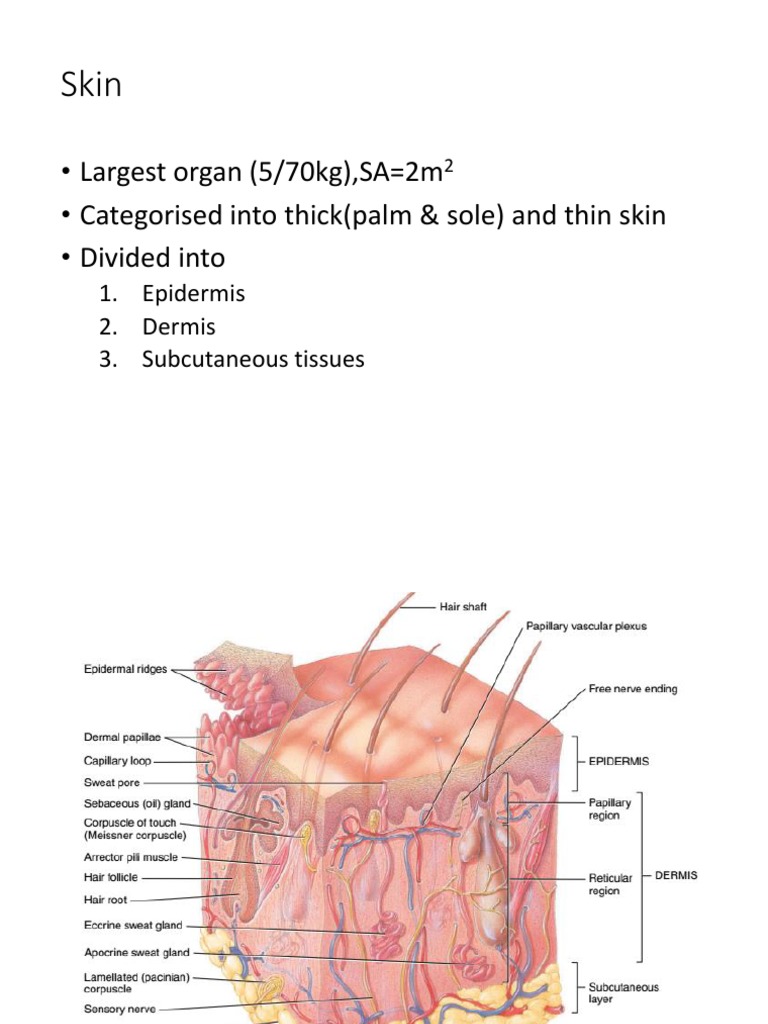 Anatomy of Skin | PDF | Skin | Epithelium