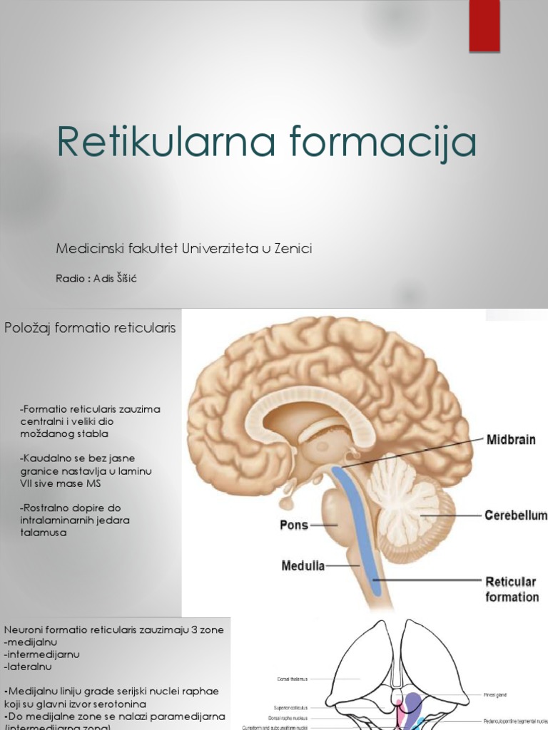 Retikularna Formacija | PDF