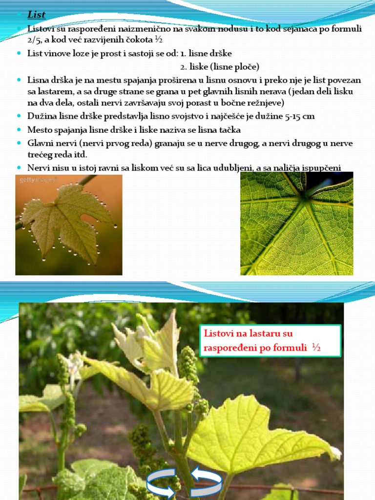 List Vinove Loze | PDF