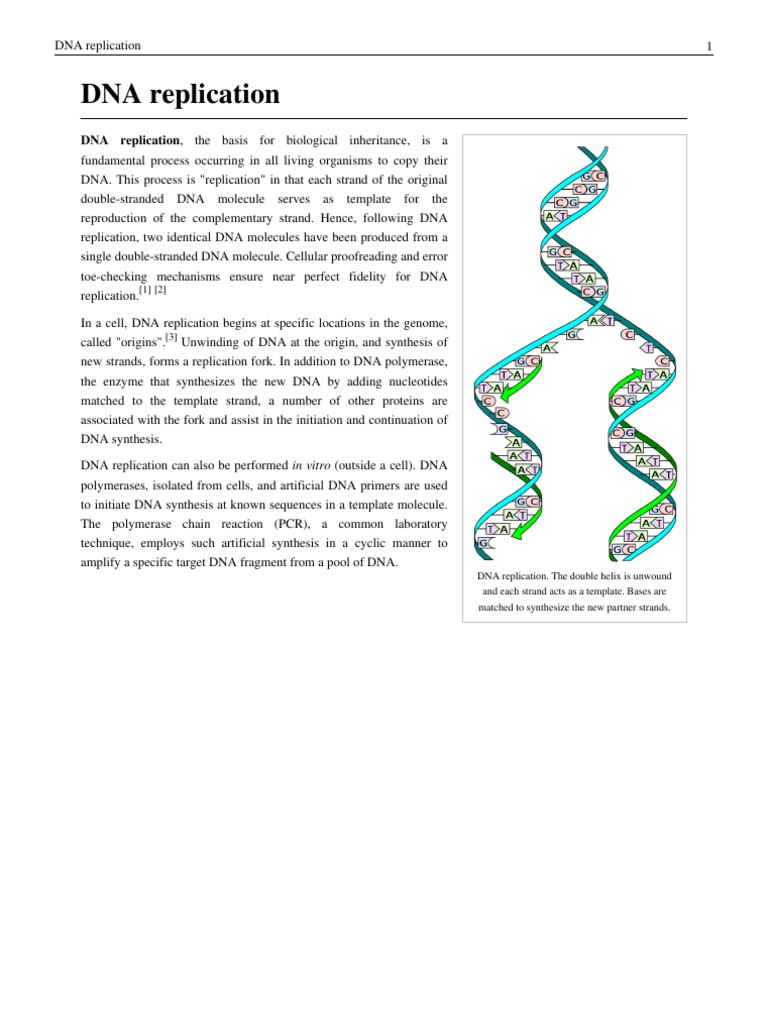 Directionality Of Dna