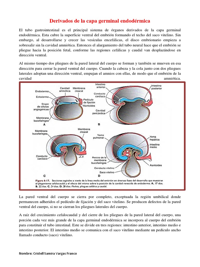 Derivados de La Capa Germinal Endodérmica