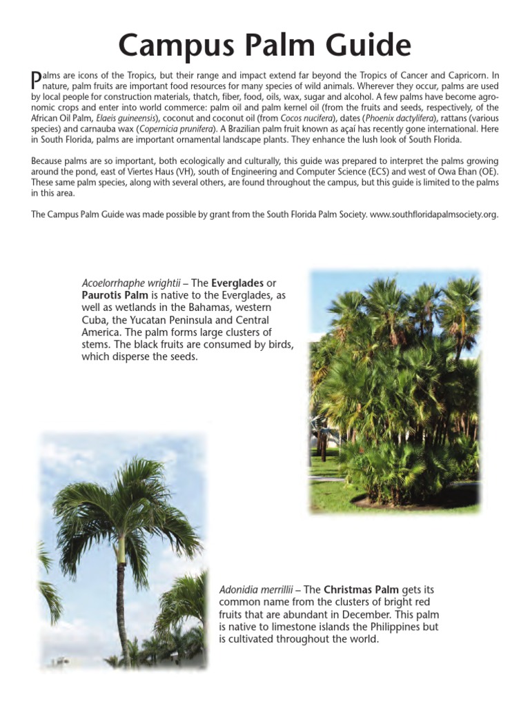 Your Guide To Identifying Palms | PDF | Arecaceae | Flora