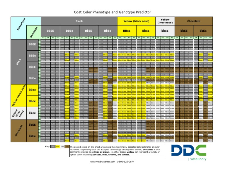 Coat Color Predictor | PDF | Domesticated Animals | Dog Breeding