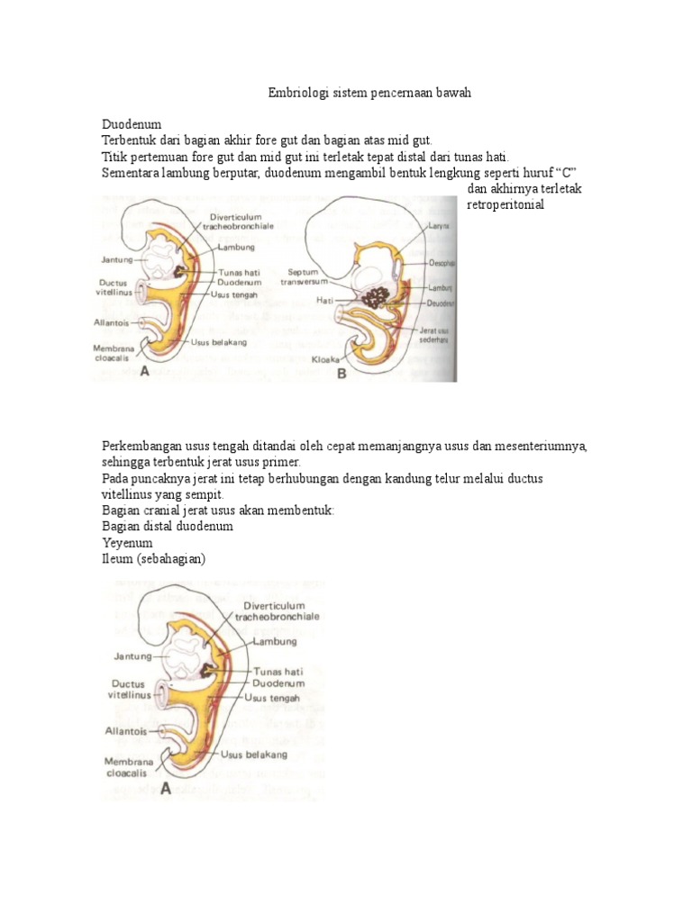 Embriologi Sistem Pencernaan Bawah | PDF