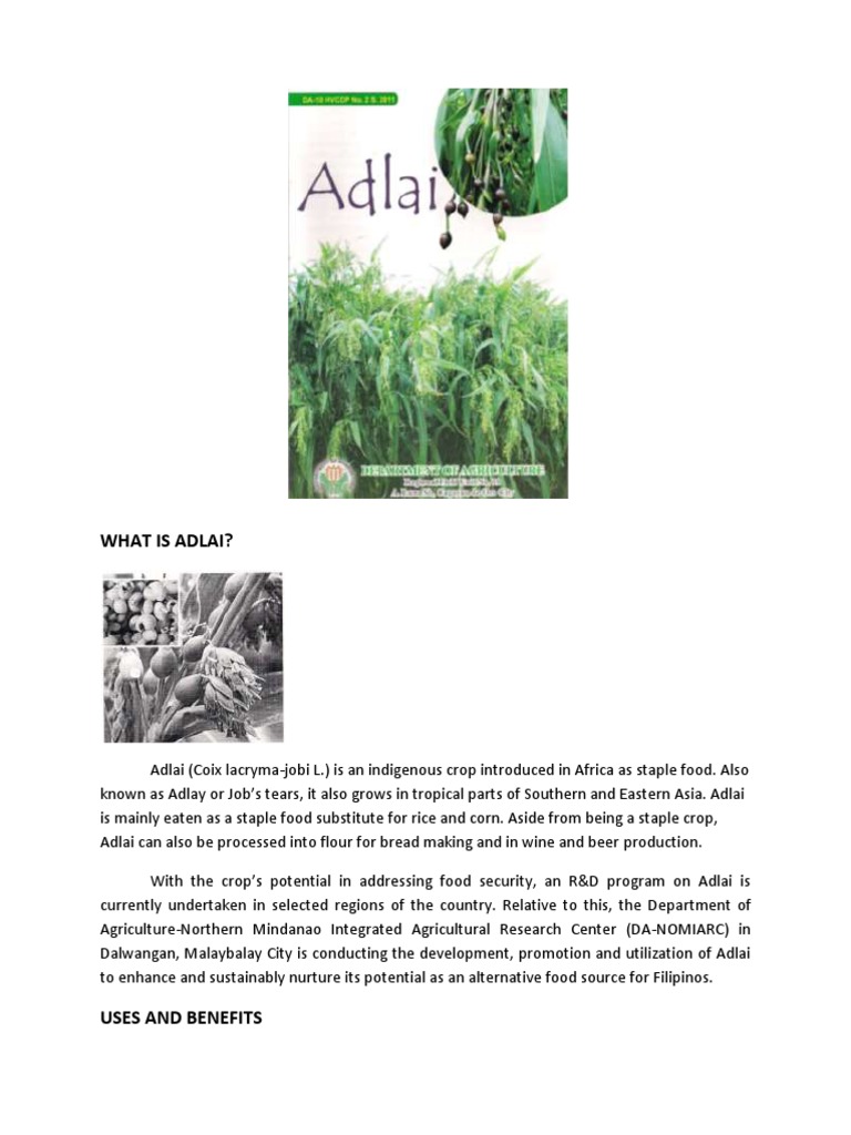 What Is Adlai | PDF | Maize | Rice