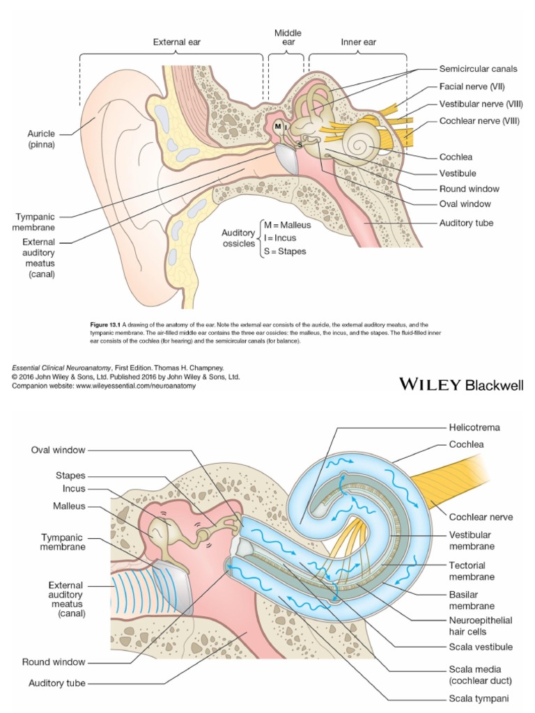 Ear Anatomy and Physiology | PDF