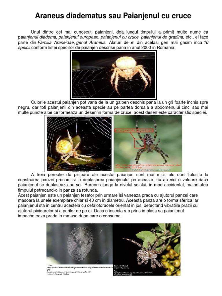 Paianjenul Cu Cruce | PDF