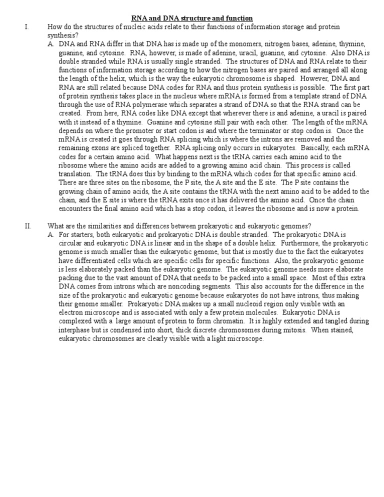 Essay Question RNA and DNA Structure and Function | PDF | Rna ...