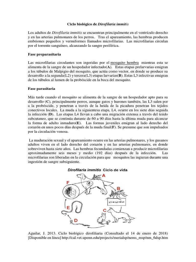 Ciclo Biológico de Dirofilaria Immitis | PDF