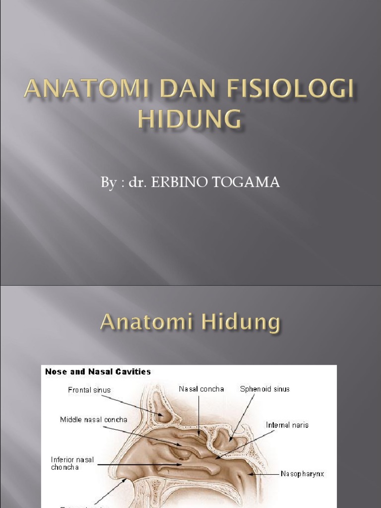 Anatomi Dan Fisiologi Hidung | PDF