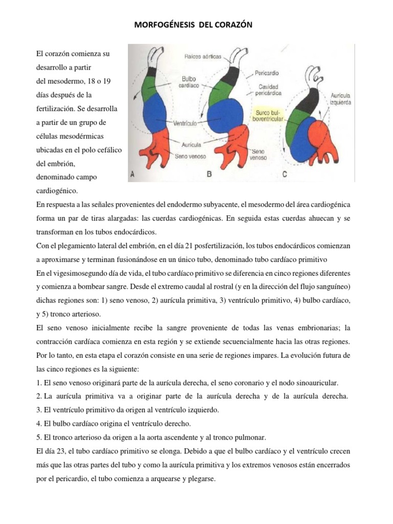 Morfogenesis Del Corazon | PDF | Corazón | Zoología