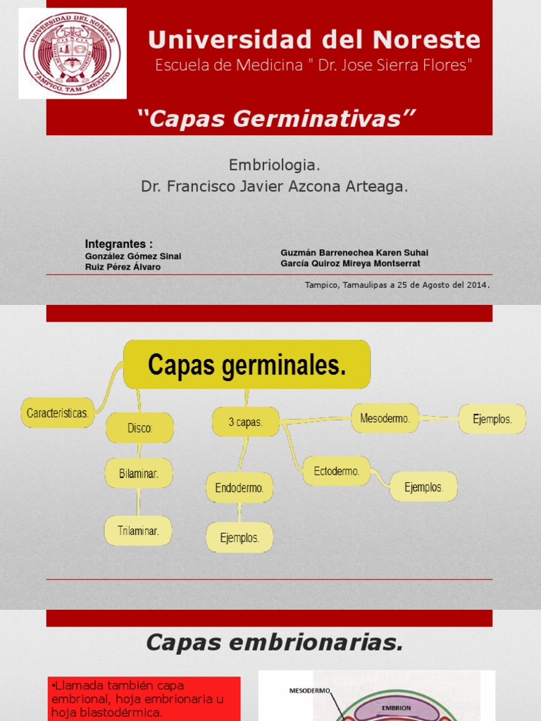 Capas Germinativas | PDF