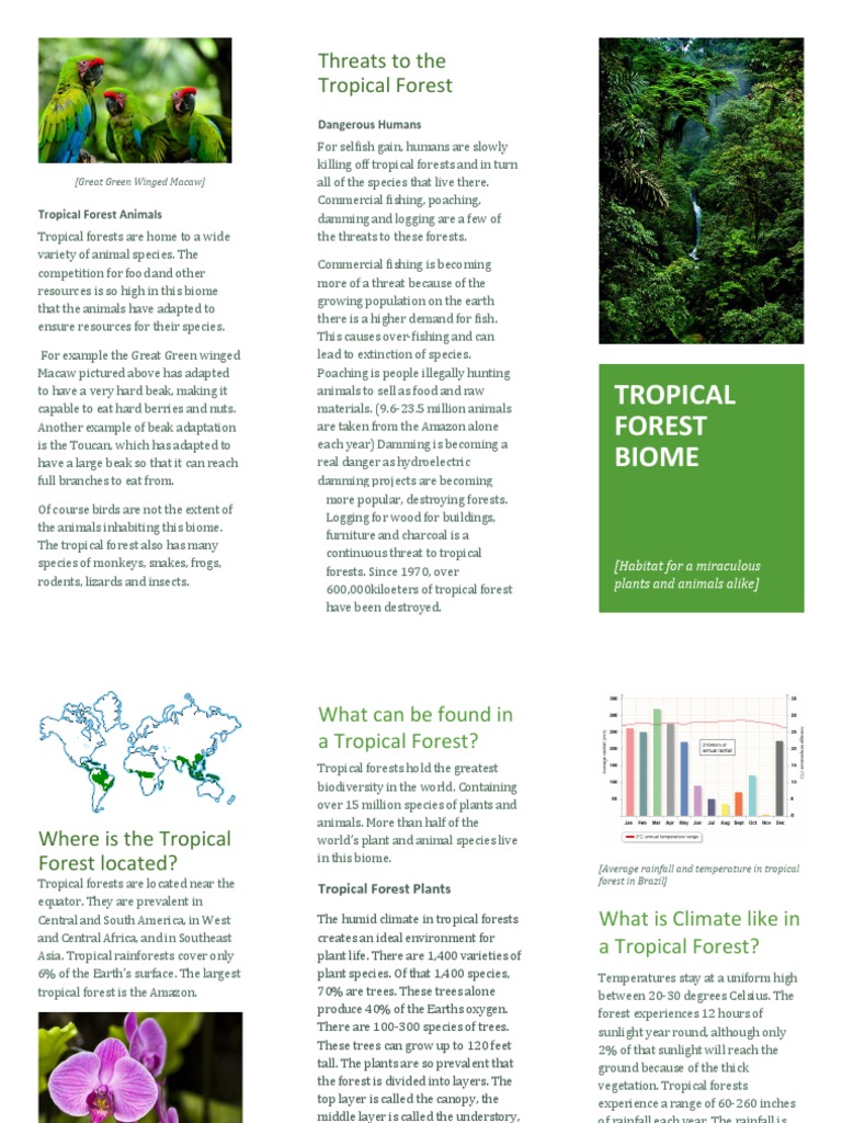 Tropical Forest Biome Brochure Pdf Tropics Forests
