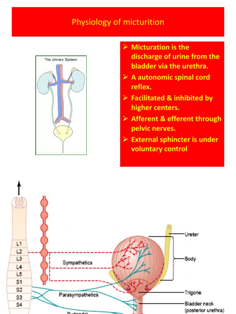 Micturation 30 MAR 15 | PDF | Urination | Neuroanatomy