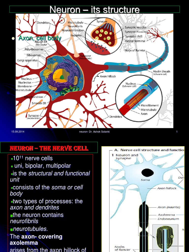 15.09.14. Pro. Nerve Fiber Types | PDF | Axon | Myelin
