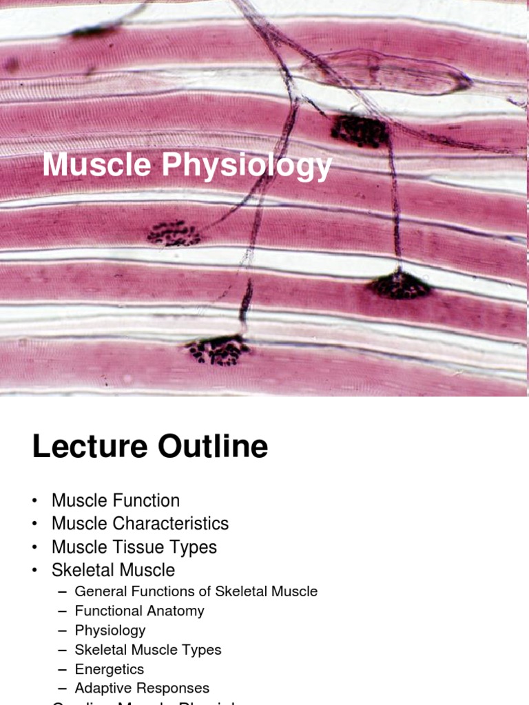 Muscle Physiology - 1 | PDF | Muscle Contraction | Neuromuscular Junction