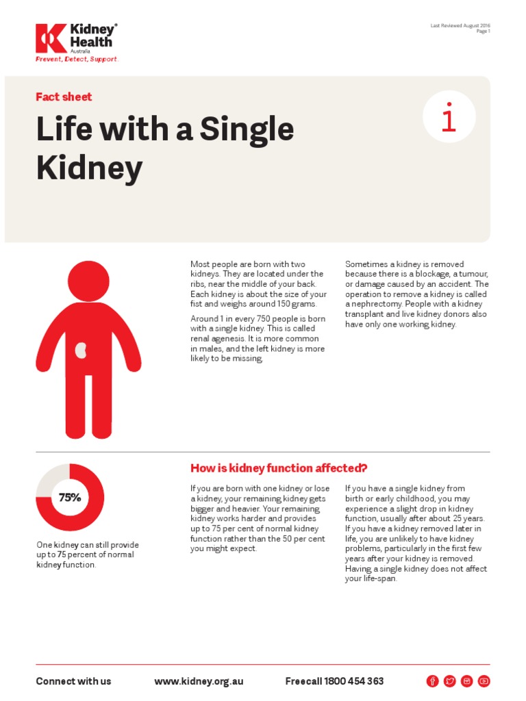 Life With A Single Kidney Fact | PDF | Renal Function | Kidney