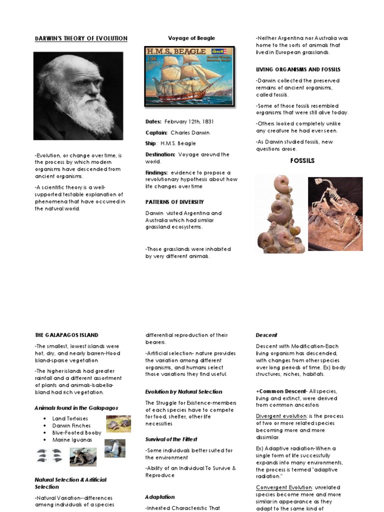 DARWIN's Theory of Evolution | PDF | Natural Selection | Evolution