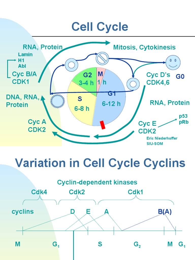 Cell Cycle Phases and Regulation Overview | PDF | Science & Mathematics