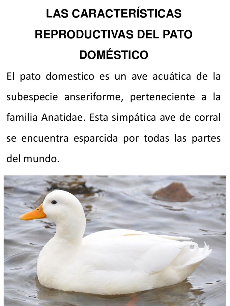 Las características reproductivas y ciclo de vida del pato doméstico ...