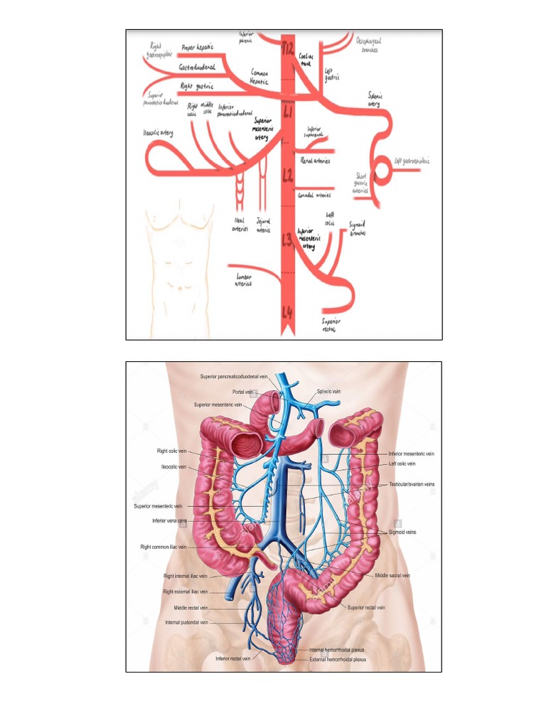 Vaskularisasi Abdomen | PDF