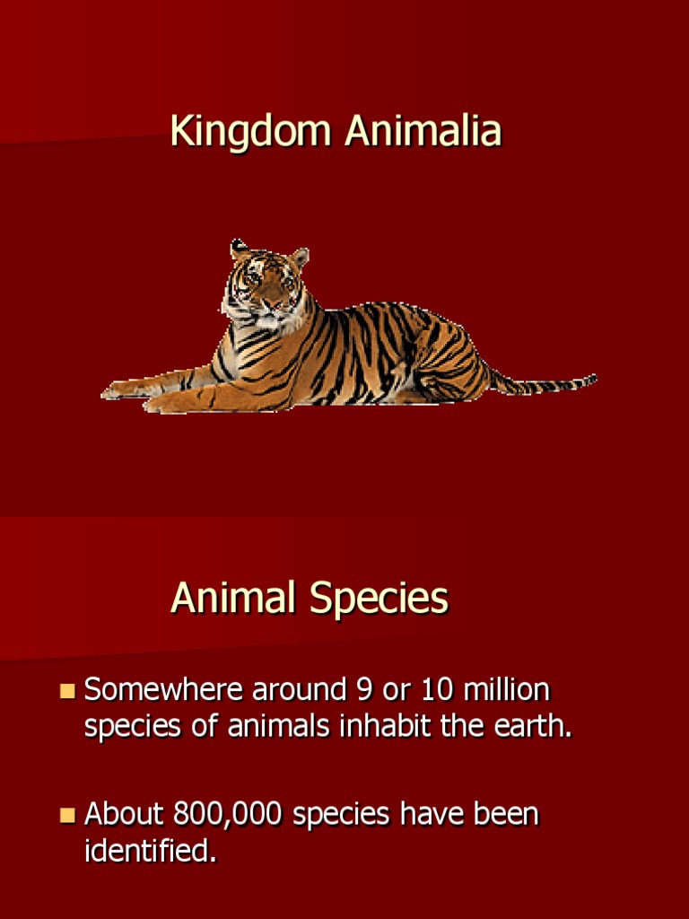 Kingdom Animalia | PDF | Amphibian | Invertebrate
