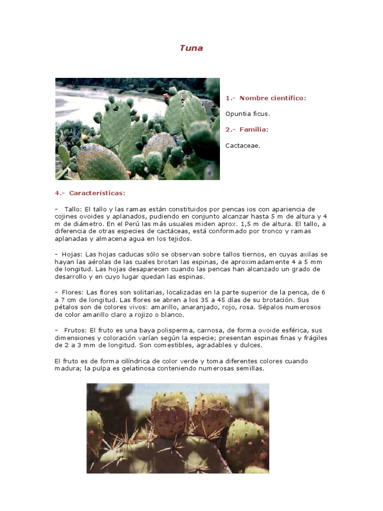 Características y usos de la tuna | PDF | Tallo de la planta | Plantas