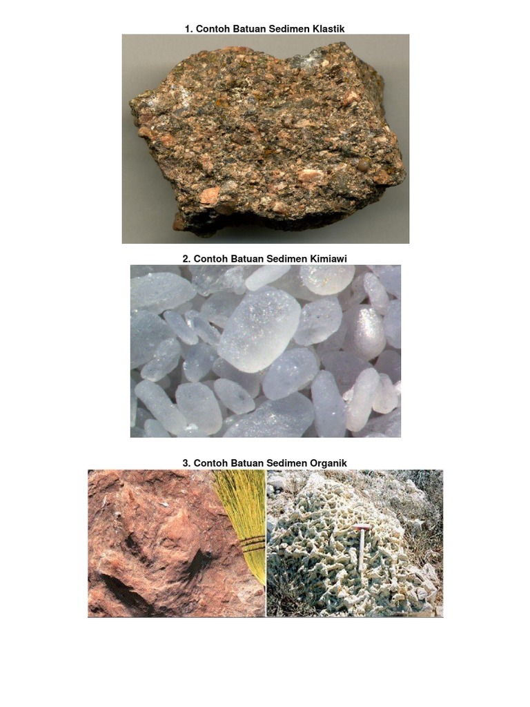 Contoh Batuan Sedimen Organik dan Jenisnya | PDF