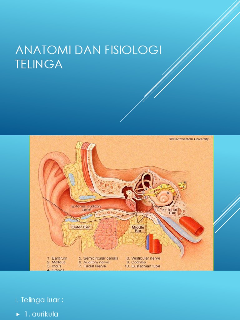 Anatomi Dan Fisiologi Telinga | PDF
