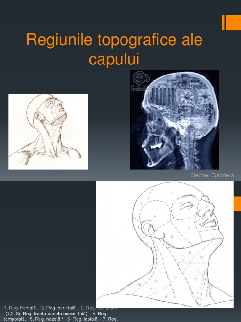 Regiunile Topografice Ale Capului PDF | PDF