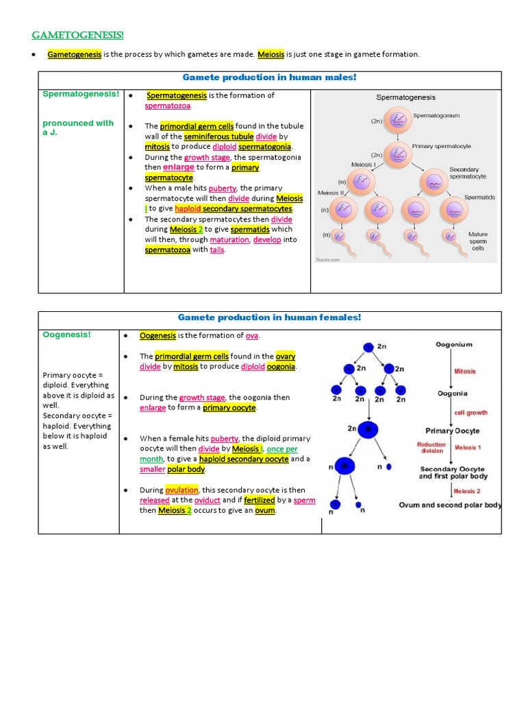 Edexcel Biology AS Level Unit 2 Sample Notes | PDF | Fertilisation ...