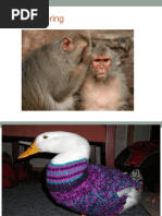 Covo Rugare Gold PLUS | PDF | Fertilizer | Seed