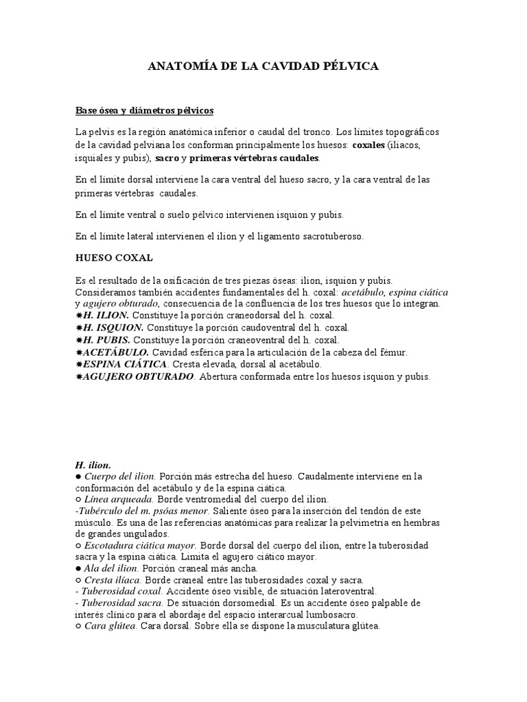 Anatomía De La Cavidad Pélvica Descargar Gratis Pdf Pelvis Abdomen