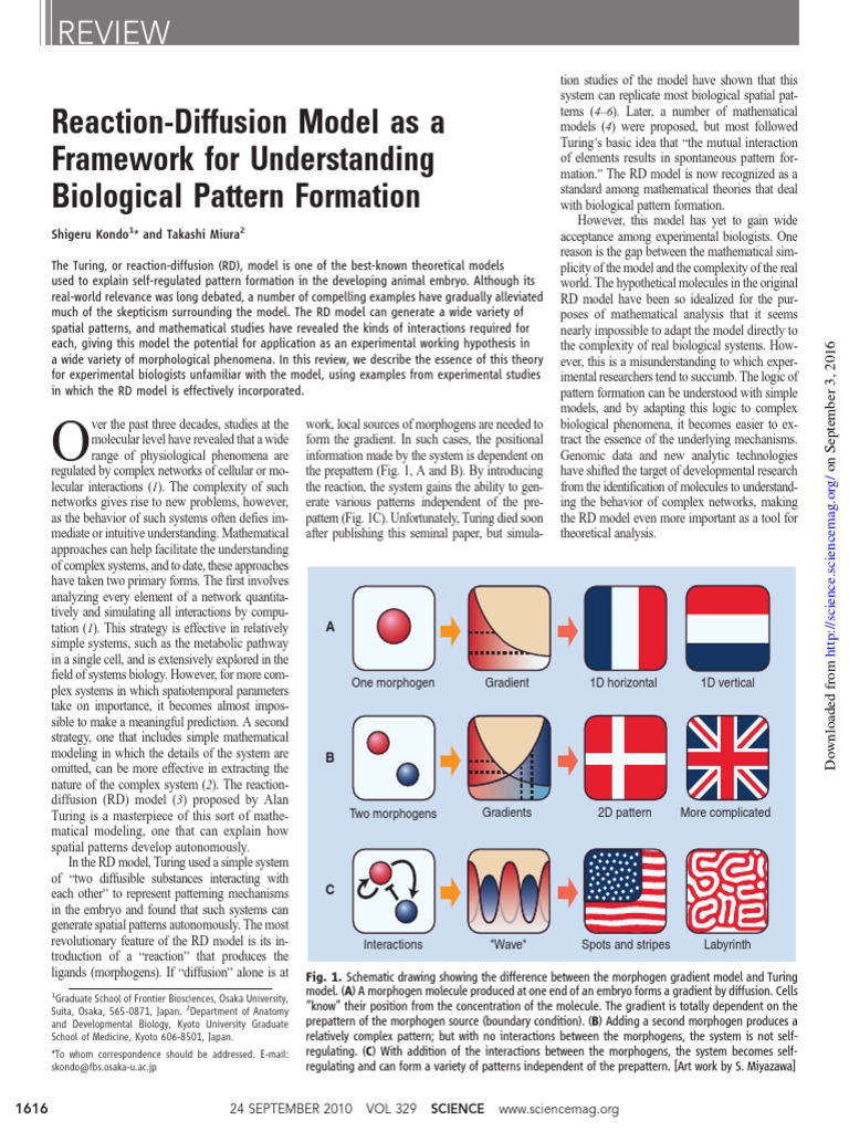 Kondo Miura - Reaction-Diffusion Model As A Framework For Understanding Biological Pattern ...