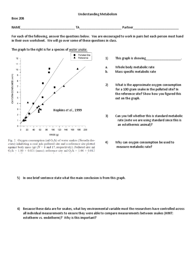 Metabolism Worksheet for Middle School | PDF | Science | Physiology