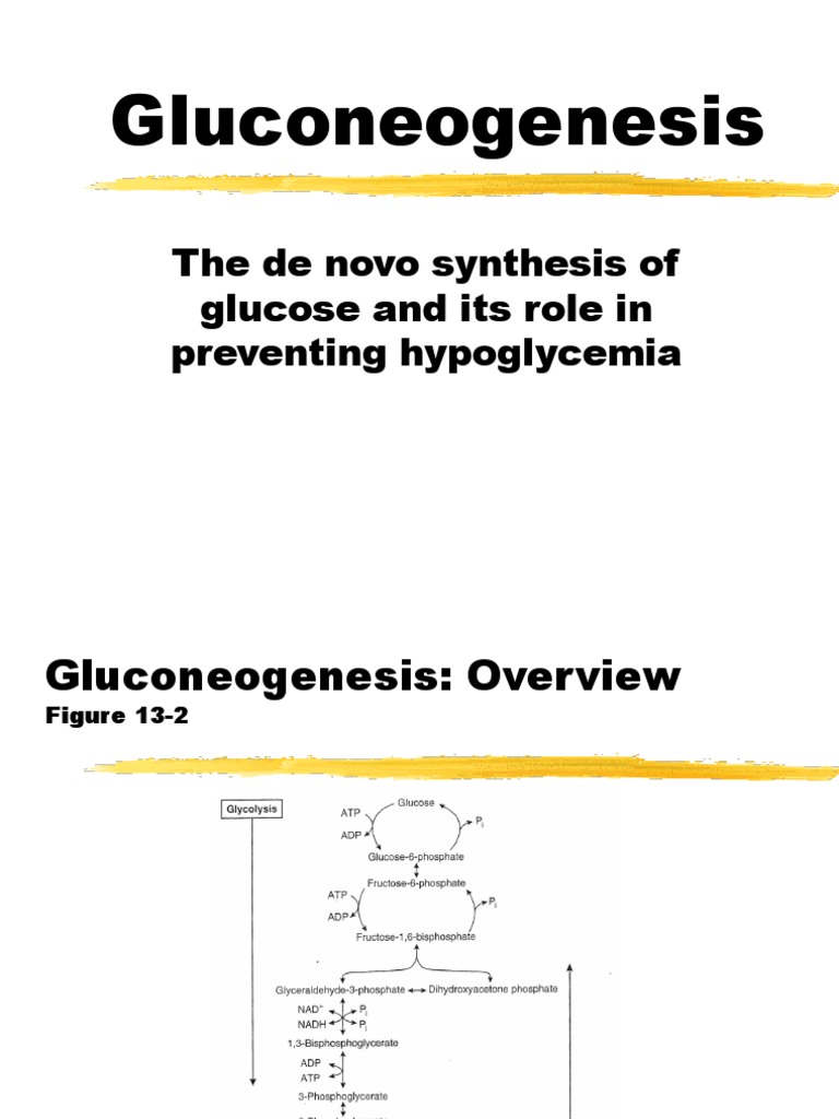 Gluconeogenesis: The de Novo Synthesis of Glucose and Its Role in ...
