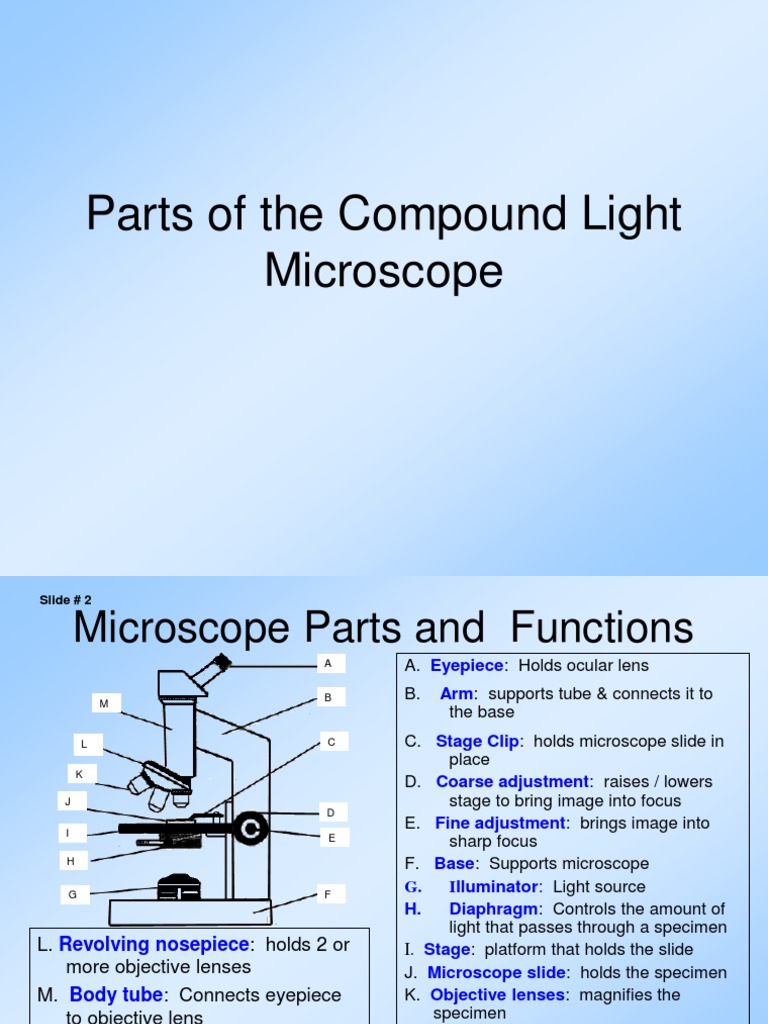 Parts of The Compound Light MIcroscope | PDF | Lens (Optics) | Optical ...