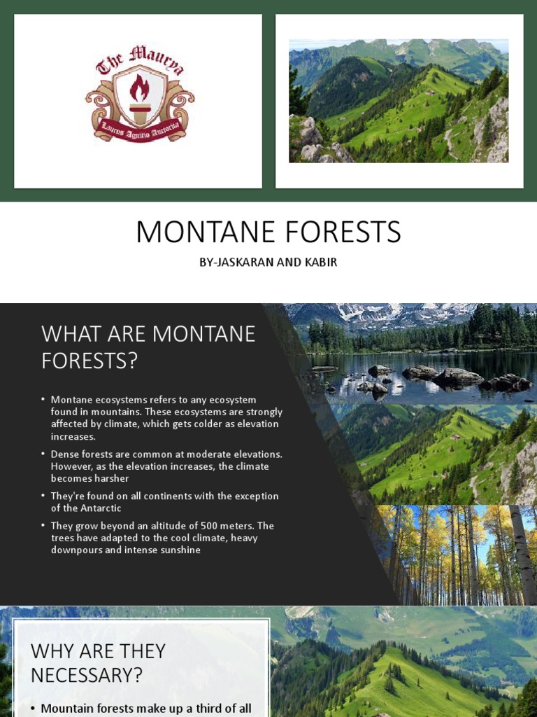 MONTANE FORESTS | Mountains | Forests