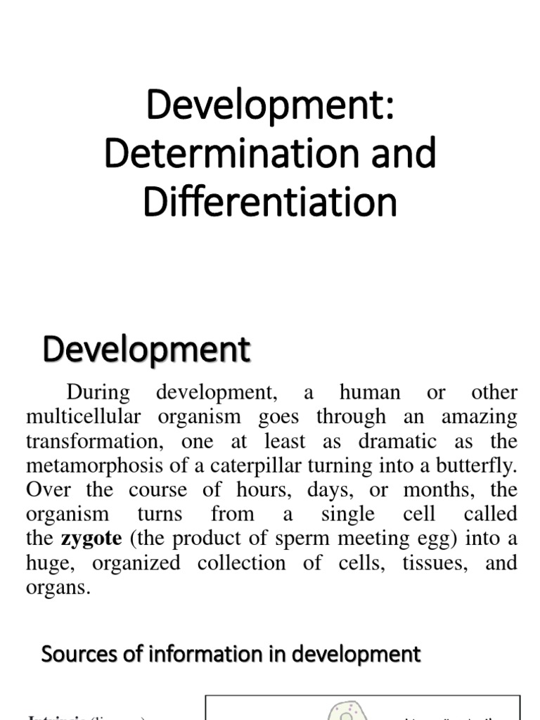 Determination vs Differentiation in Cells | PDF | Cellular ...