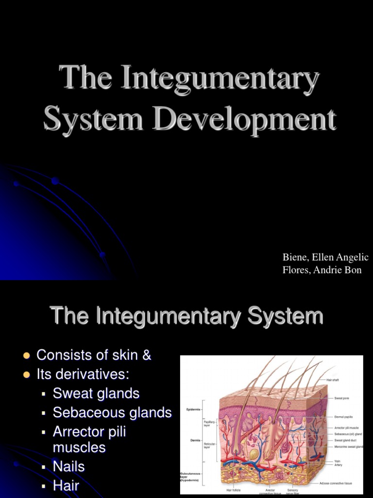 The Integumentary System Development: Biene, Ellen Angelic Flores ...